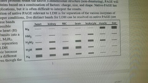 Native Gel Analysis (20 pts., 5 pts, each question) | Chegg.com