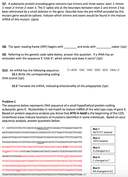 Solved A eukaryotic protein-encoding gene contains two | Chegg.com