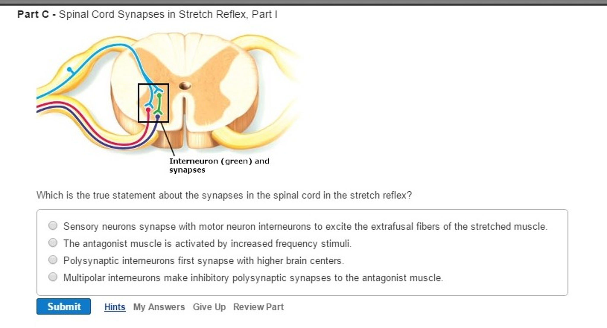 Solved Spinal Cord Synapses in Stretch Reflex. Which is the | Chegg.com