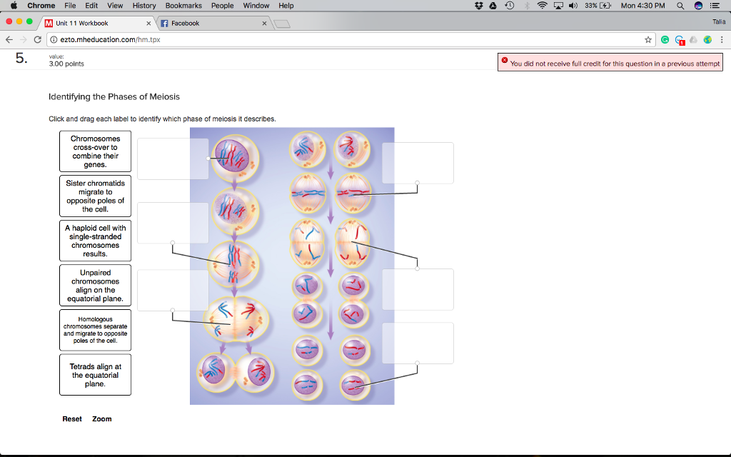 Solved: Identifying The Phases Of Meiosis Click And Drag E... | Chegg.com