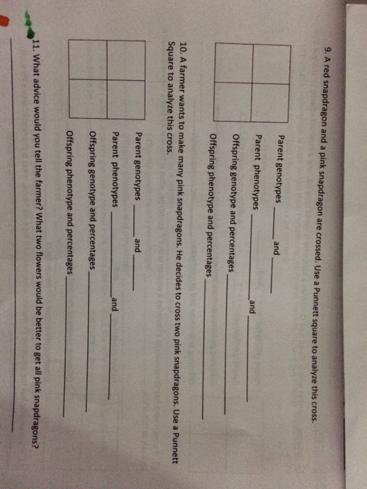 Solved 9. A red snapdragon and a pink snapdragon are | Chegg.com