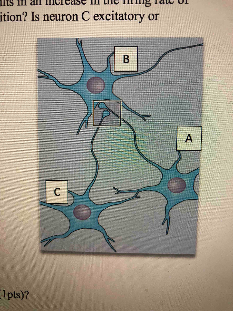 Solved Neuron A releases GABA. When neuron C increases its | Chegg.com