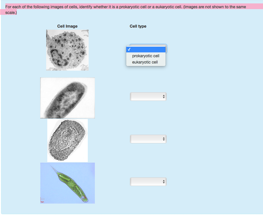 Solved For each of the following images of cells, identify | Chegg.com