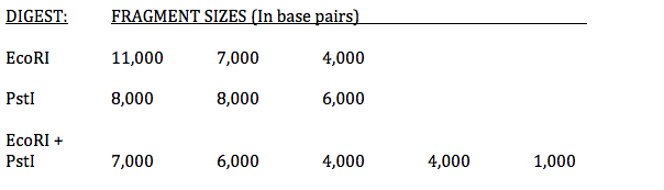 Solved DRAW A LINEAR RESTRICTION ENZYME MAP OF THE PHAGE DNA | Chegg.com