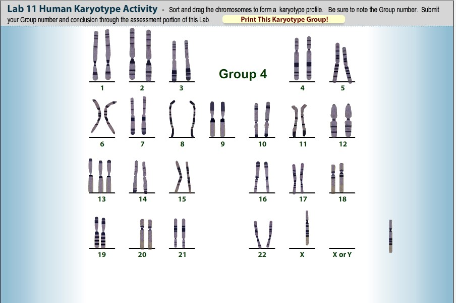 Solved Lab 11 Human Karyotype Activity Sort and drag the | Chegg.com