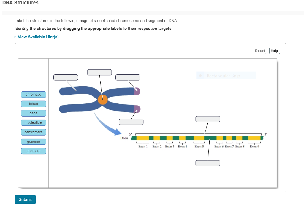 Solved: Label The Structures In The Following Image Of A D... | Chegg.com
