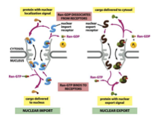 Solved Which protein does mediate active nuclear | Chegg.com