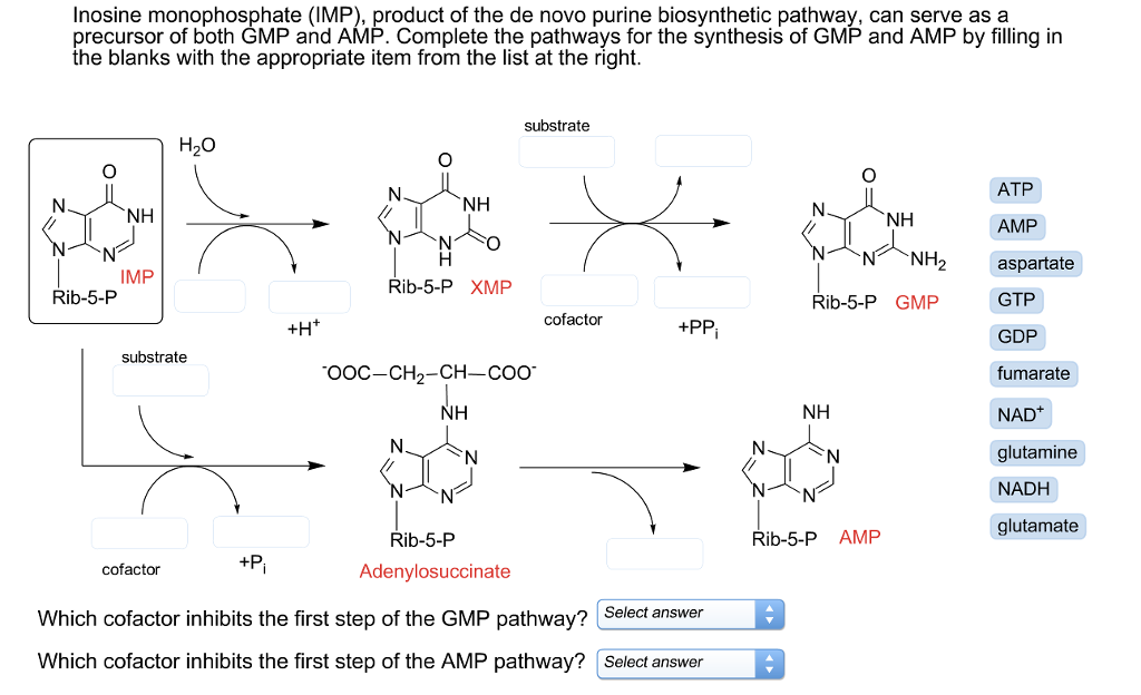 Solved Inosine monophosphate (IMP), product of the de novo | Chegg.com