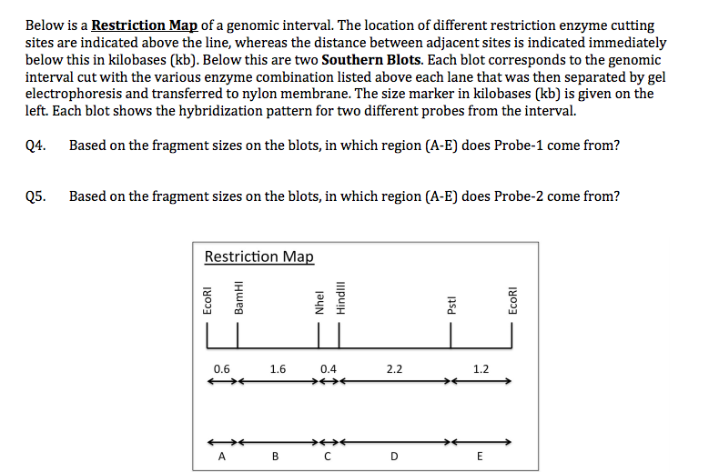 Solved Below is a Restriction Map of a genomic interval. The | Chegg.com
