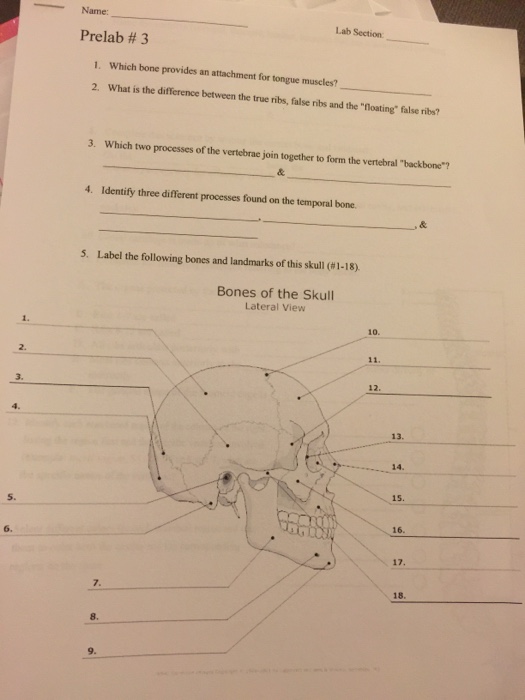 Solved Name: Lab Section Prelab # 3 1 which bone provides an | Chegg.com