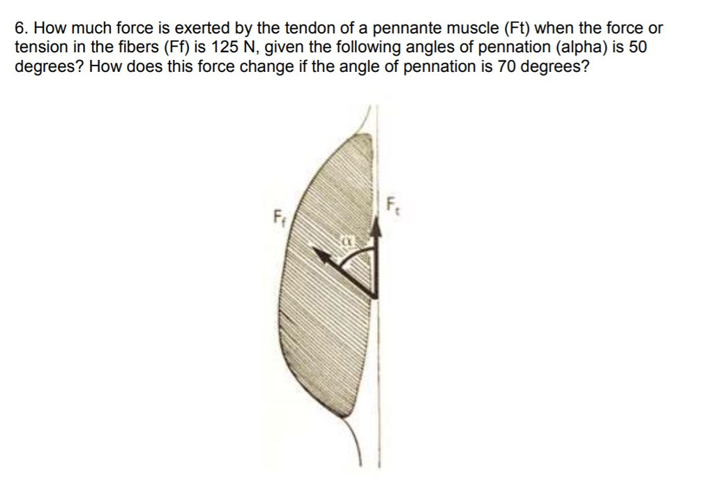 Solved 6. How much force is exerted by the tendon of a | Chegg.com