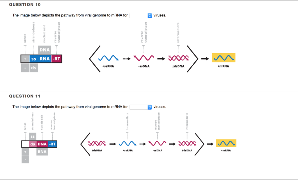Solved QUESTION 10 The image below depicts the pathway from | Chegg.com Solved QUESTION 10 The image below depicts the pathway from | Chegg.com