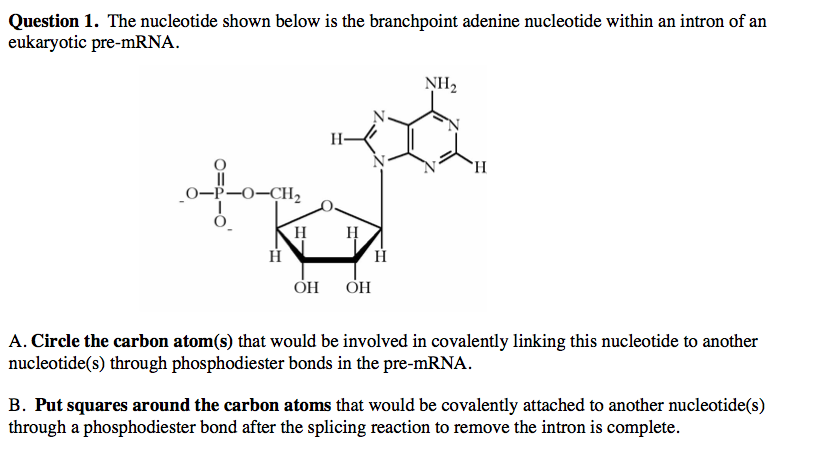 Adenine Nucleotide