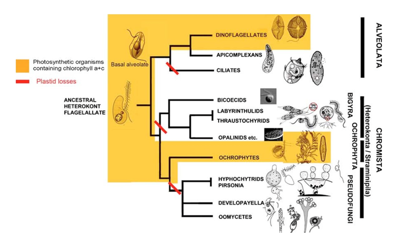 Solved 27. The phylogeny above shows relationships | Chegg.com