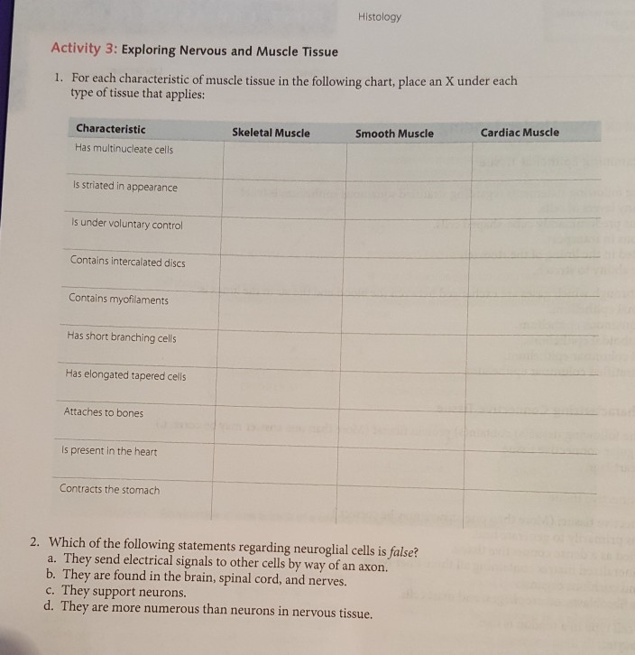 Solved Histology Activity 3: Exploring Nervous and Muscle | Chegg.com