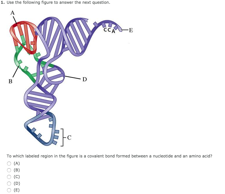 Solved 2. An RNA transcript is synthesized in which | Chegg.com