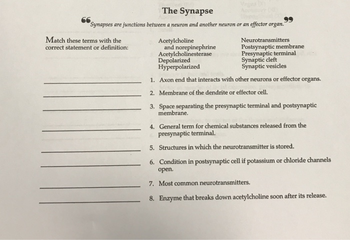 Solved Synapses are junctions between a neuron and another | Chegg.com