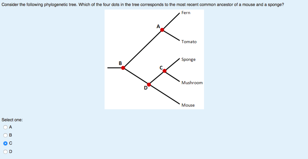 Solved Consider the following phylogenetic tree. Which of | Chegg.com