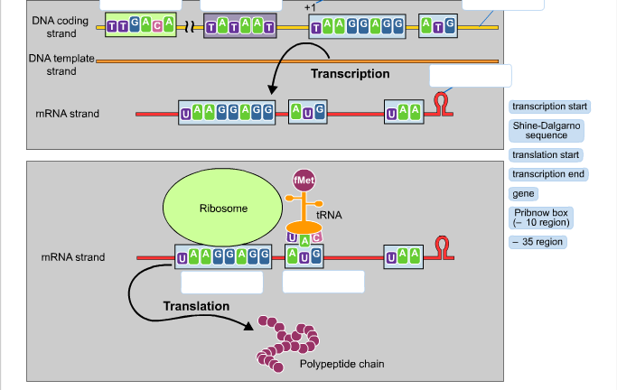 Solved +1 DNA TTG strand DNA template strand Transcription | Chegg.com