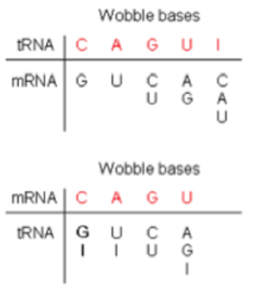 Solved The four codons for serine are 5’-UCU-3’, 5’-UCG-3’, | Chegg.com