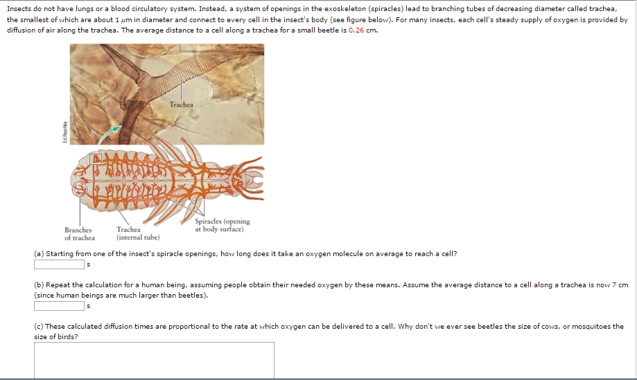 What Do Spiracles Do