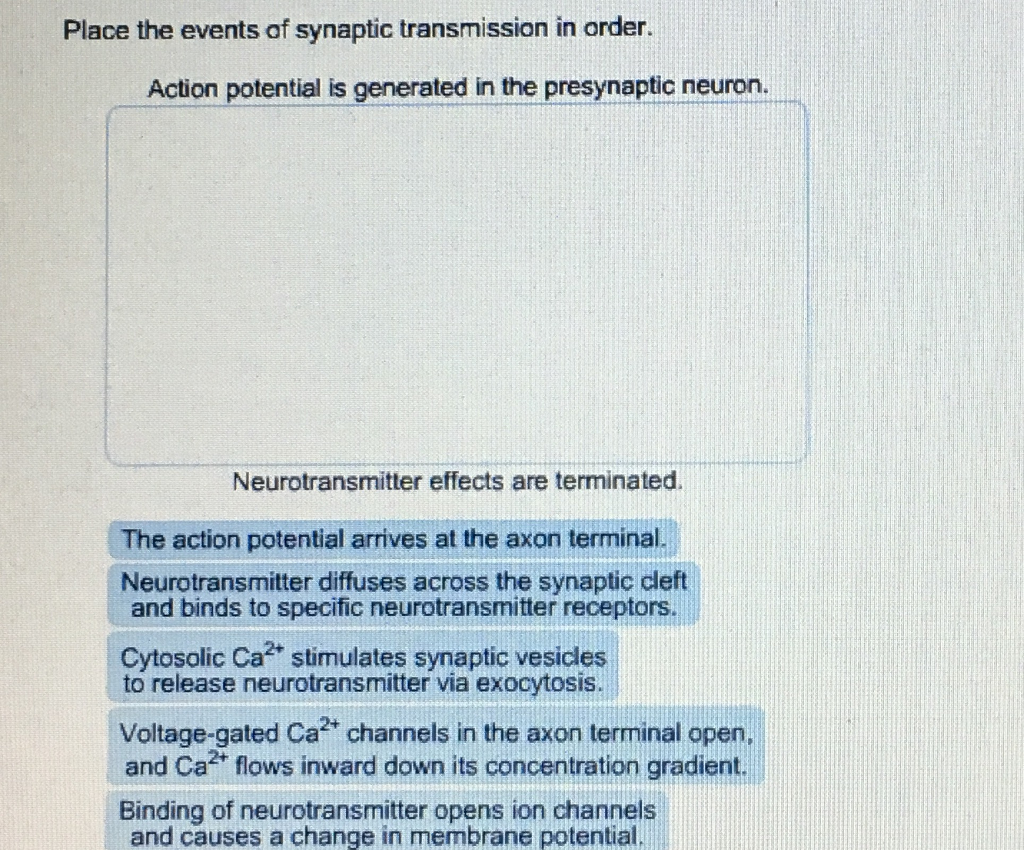 Solved Place the events of synaptic transmission in order. | Chegg.com