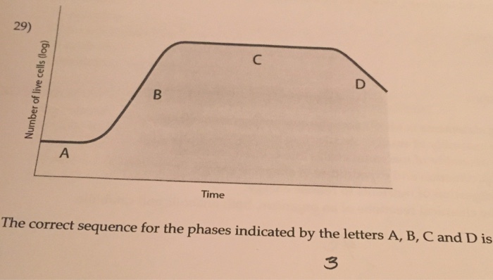 Solved The correct sequence for the phases indicated by the | Chegg.com