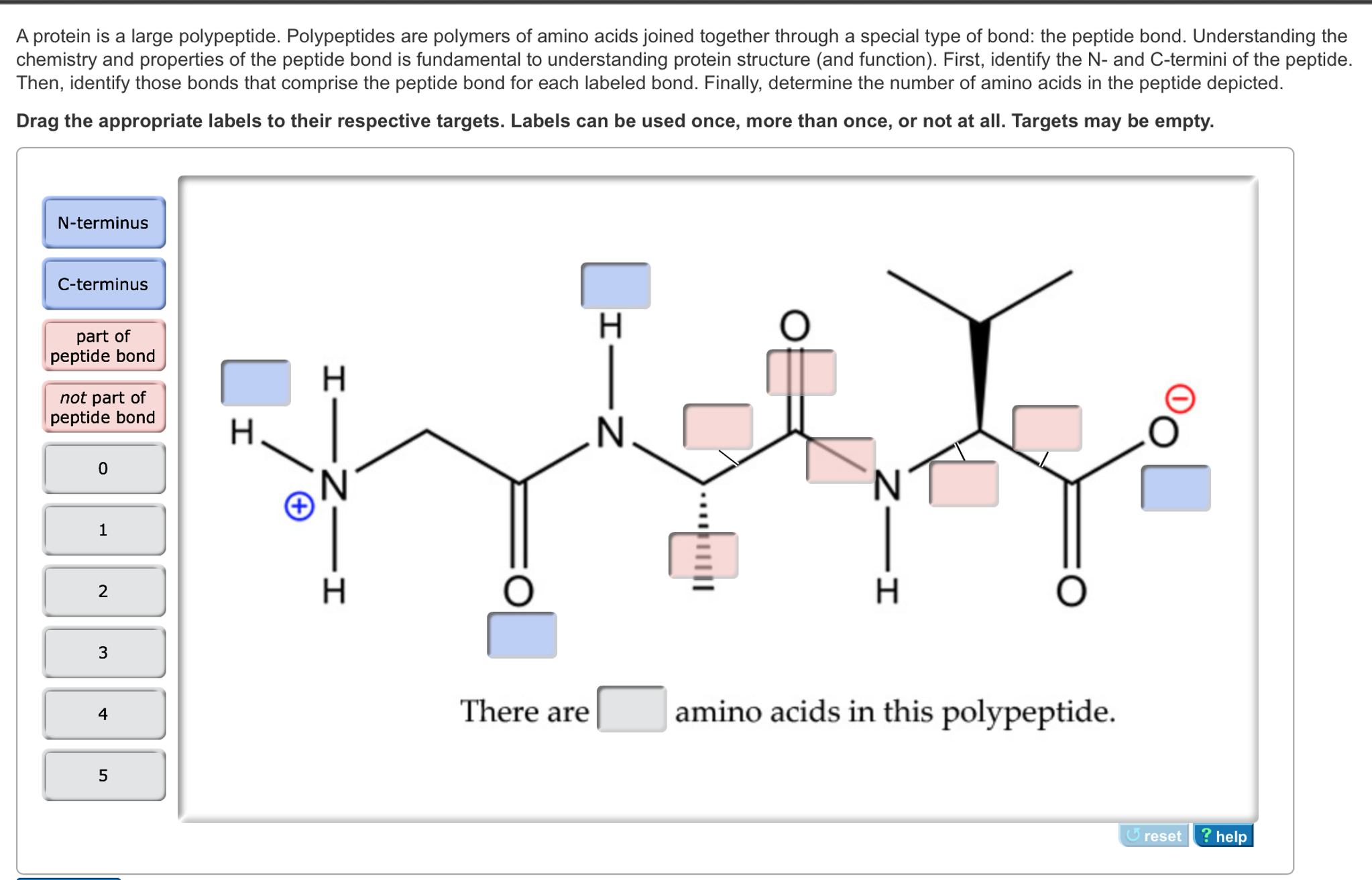 Solved A Protein Is A Large Polypeptide Polypeptides Are