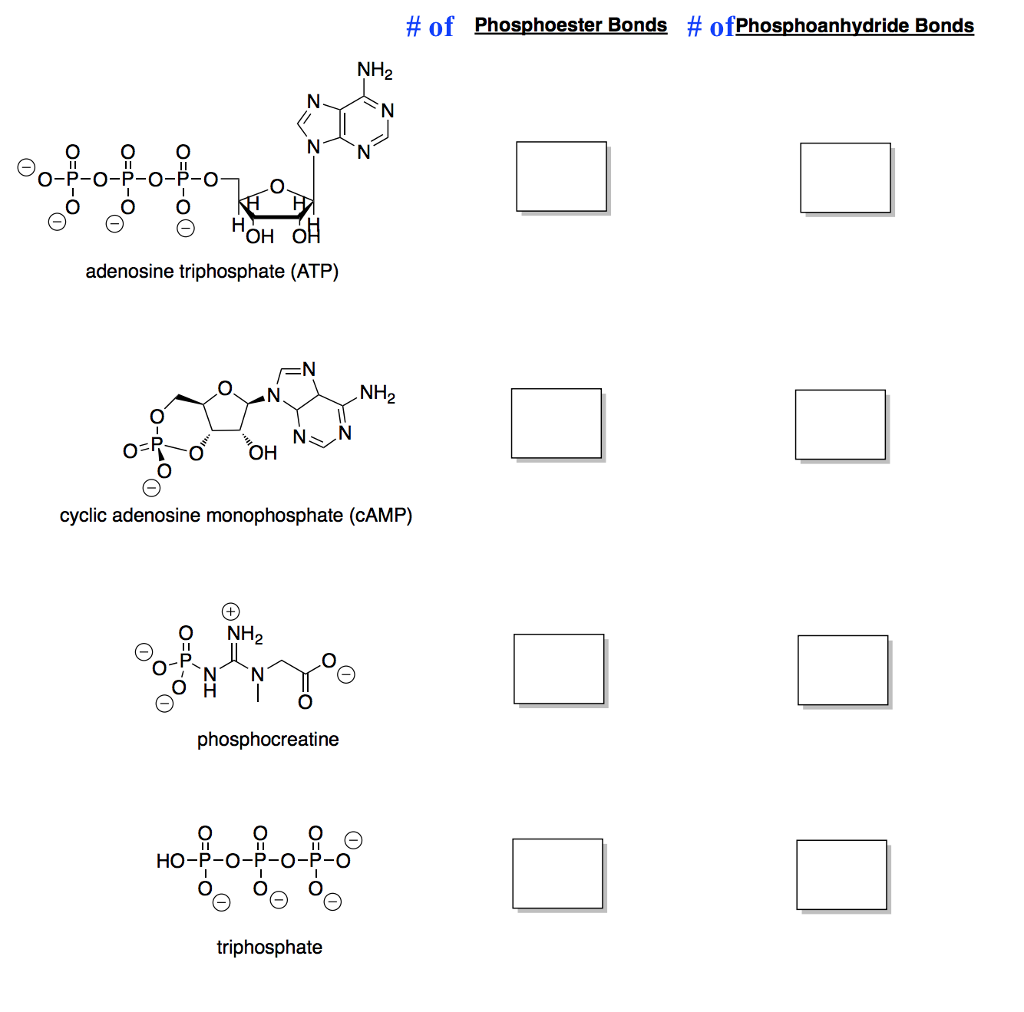 Solved of hosphoester Bonds of Phosphoanhydride Bonds NH N N | Chegg.com