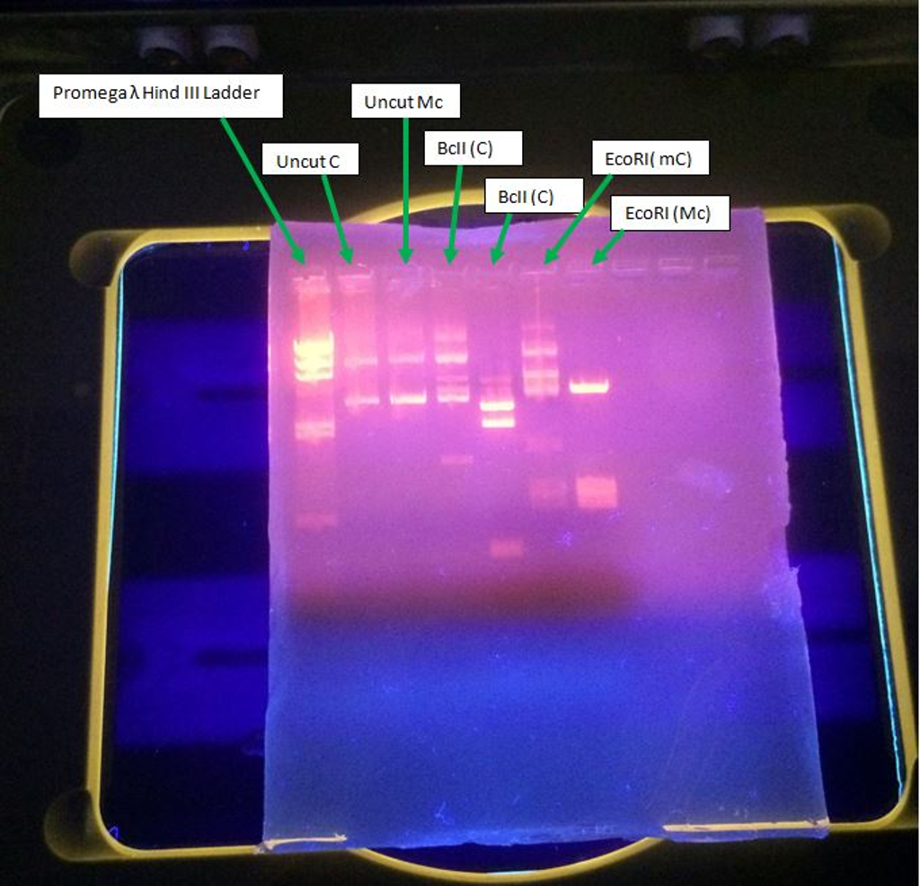 Solved Label DNA ladder band sizes , label band sizes | Chegg.com