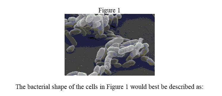 Solved 1) The bacterial shape of the cells in Figure 1 would | Chegg.com