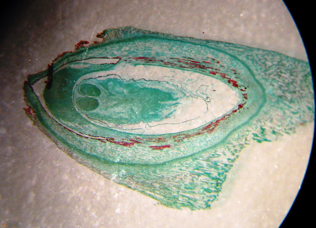 Solved Name the stucture below: (please be specific and | Chegg.com