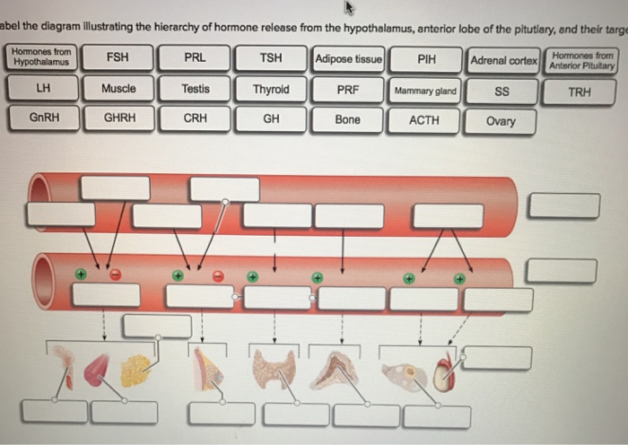 Solved Label the diagram illustrating the hierarchy of | Chegg.com