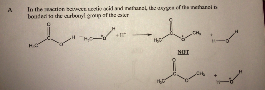 Solved In the reaction between acetic acid and methanol, the | Chegg.com