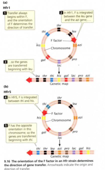 Solved Which gene on the F factor will be transferred last | Chegg.com