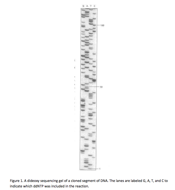 Solved A clear example of a dideoxy sequencing gel is shown | Chegg.com