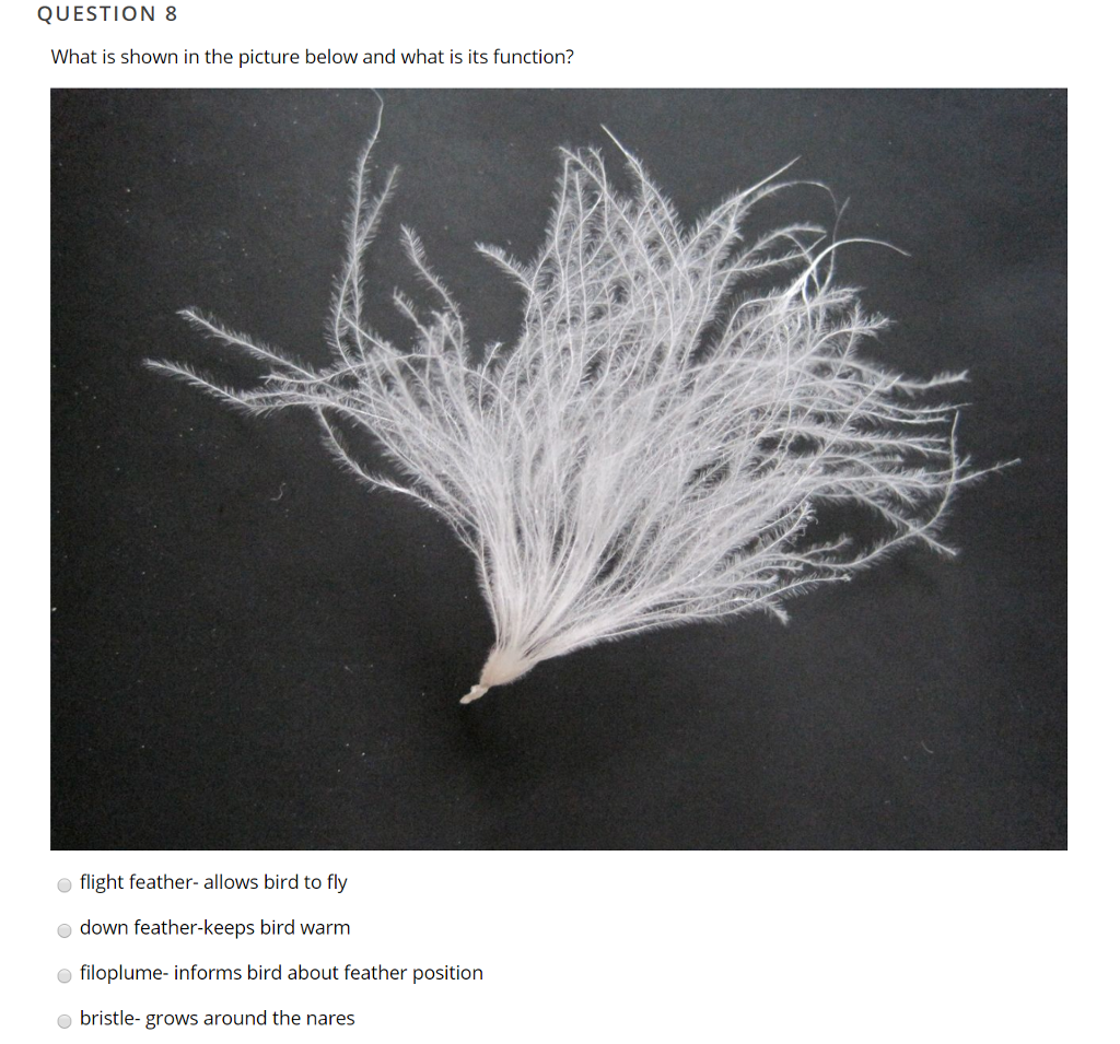 Solved QUESTION 8 What is shown in the picture below and | Chegg.com