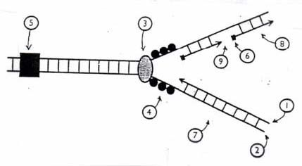 Solved Below is a diagram of a DNA replication fork in | Chegg.com
