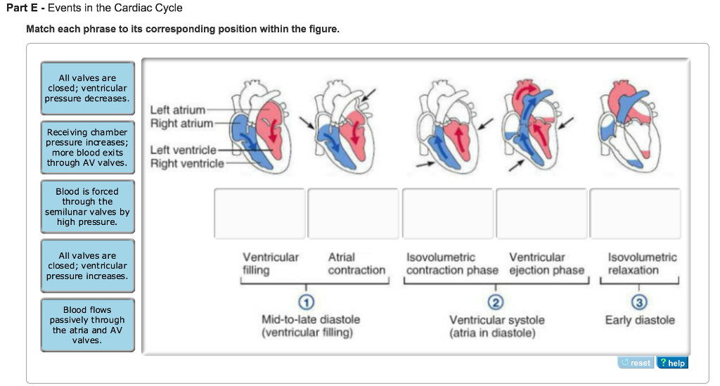 Solved Events in the Cardiac Cycle Match each phrase to its | Chegg.com Solved Events in the Cardiac Cycle Match each phrase to its | Chegg.com