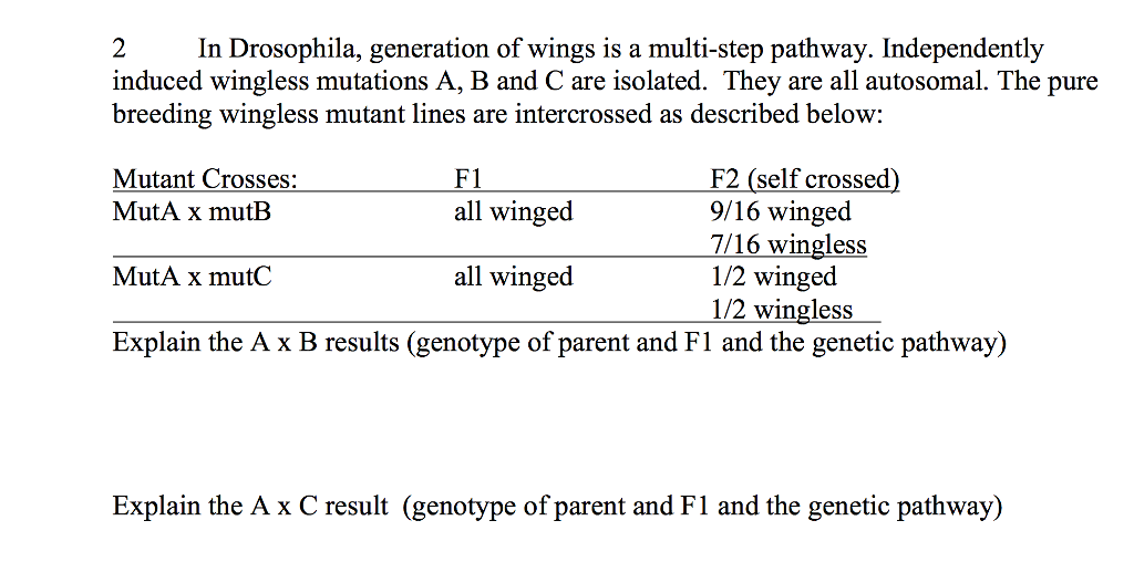 Solved In Drosophila, generation of wings is a multi-step | Chegg.com