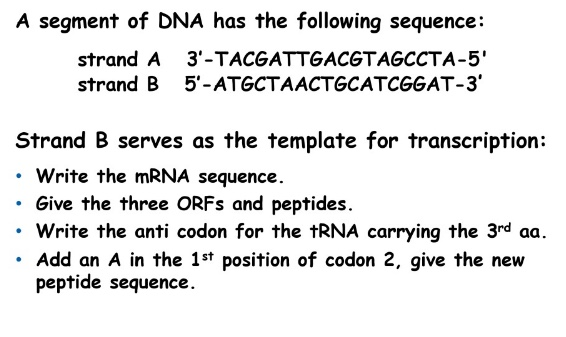 Solved A segment of DNA has the following sequence: strand | Chegg.com