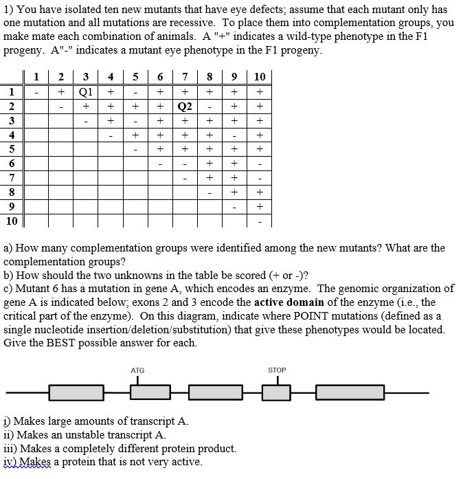 Solved 1) You have isolated ten new mutants that have eye | Chegg.com