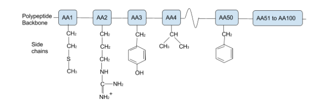 Solved Polypeptide Representation and Side Chain Structure | Chegg.com