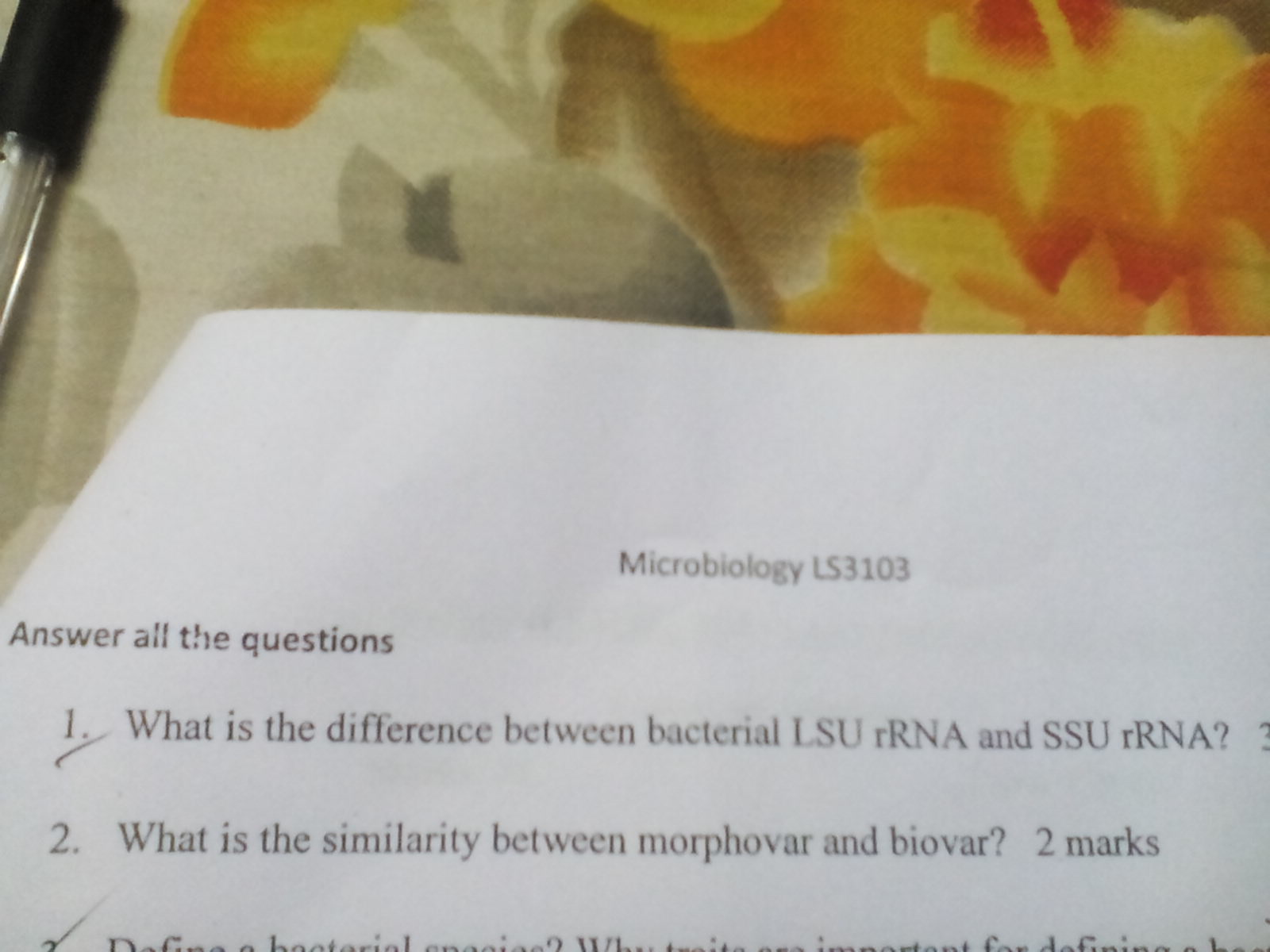 Solved What is the difference between bacterial LSU rRNA and | Chegg.com