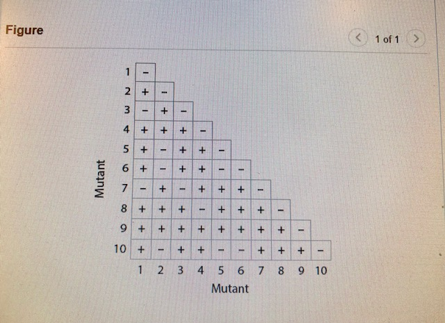 Solved Xeroderma pigmentosum (XP) is an autosomal recessive | Chegg.com