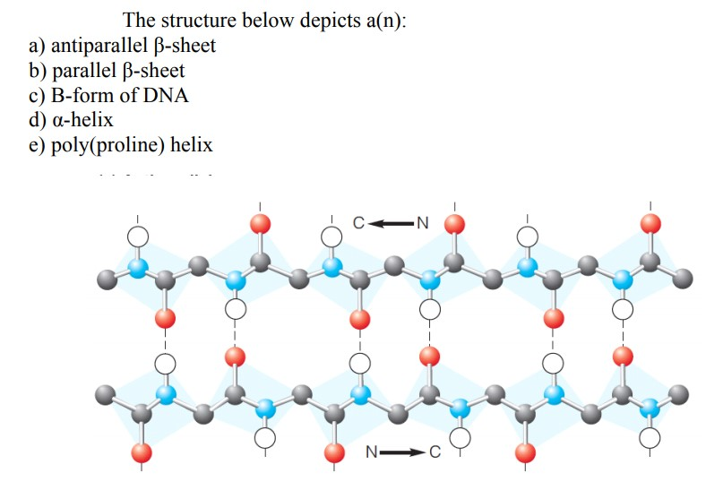 Solved The structure below depicts a(n): a) antiparallel | Chegg.com