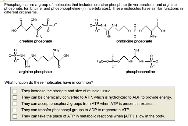 Solved Phosphagens are a group of molecules that includes | Chegg.com