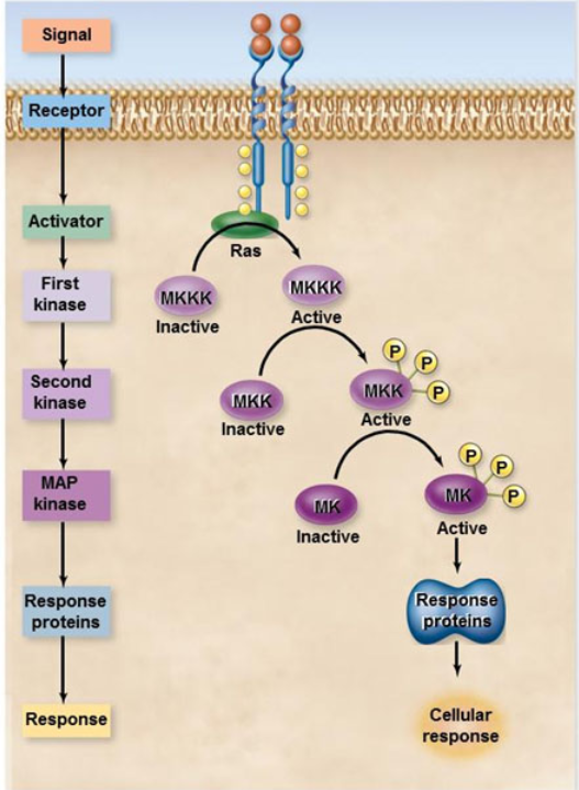Solved In the below image, what is the role of the portion | Chegg.com