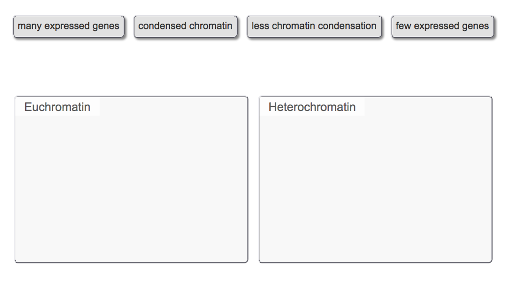 Solved many expressed genes condensed chromatin less | Chegg.com