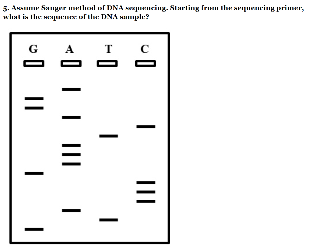Solved 5. Assume Sanger method of DNA sequencing. Starting | Chegg.com
